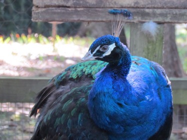 Andalusia Farm: A Literary Excursion | Book Fifty