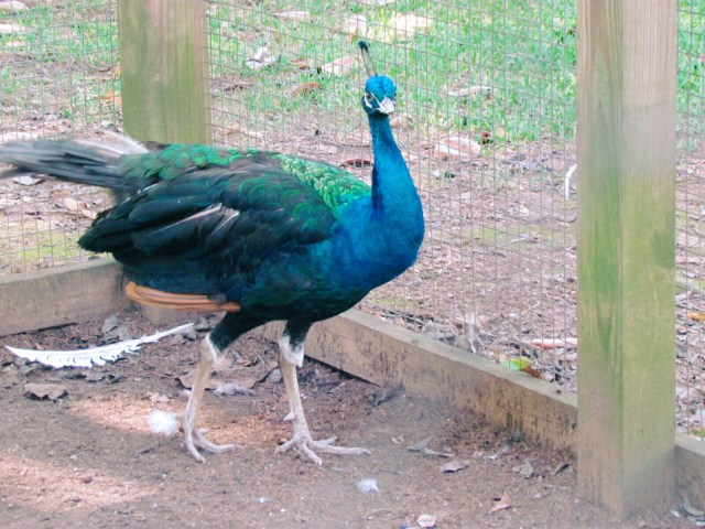 Andalusia Farm: A Literary Excursion | Book Fifty